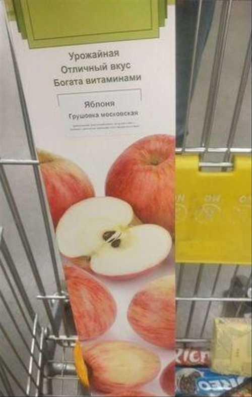 Саженцы яблони Грушовка Московская