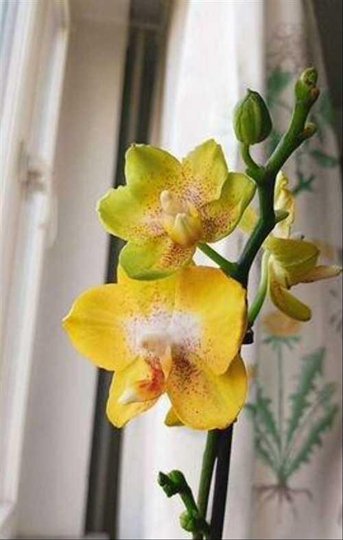 Орхидея баттеркап