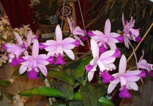 Орхидея Cattleya intermedia var. Aquinii
