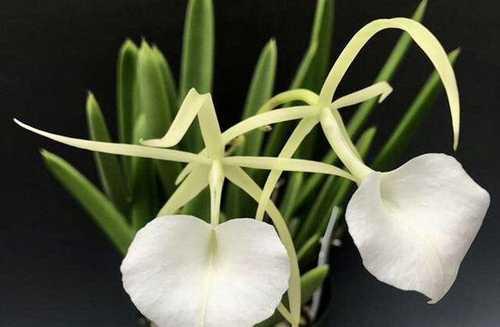 Орхидея Brassavola nodosa