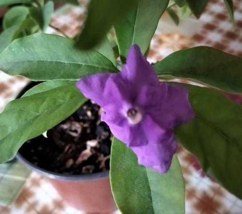 Брунфельсия