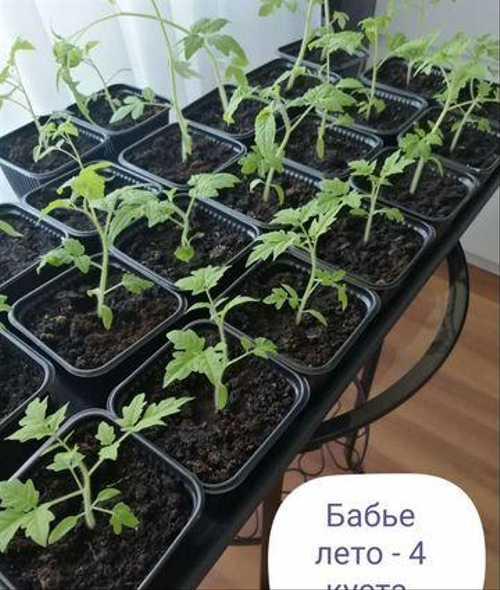 Рассада помидор
