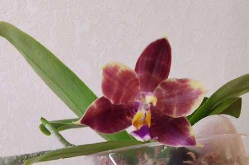 Орхидея Фаленопсис MCL147(MA0563 ) P. Mituo Purple