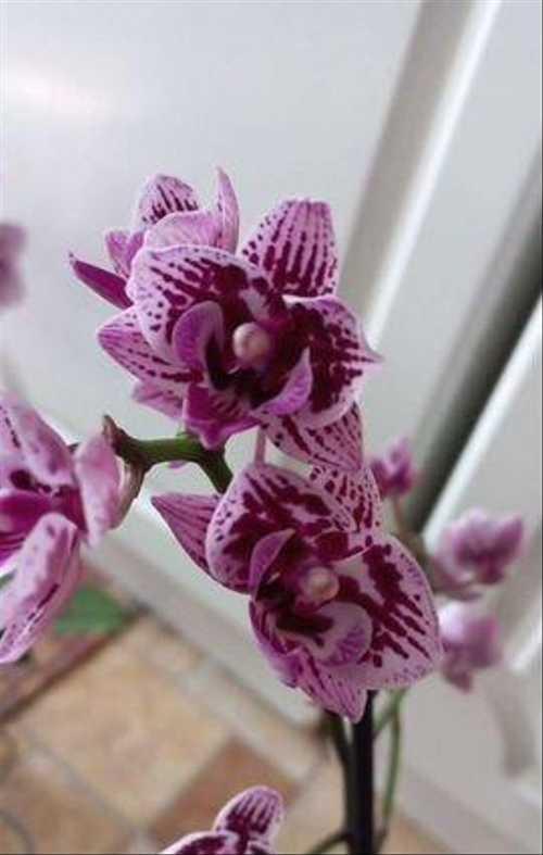 Орхидеи отцветают или отцвели