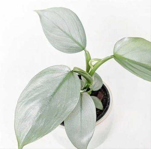 Филодендрон Philodendron hastatum Grey