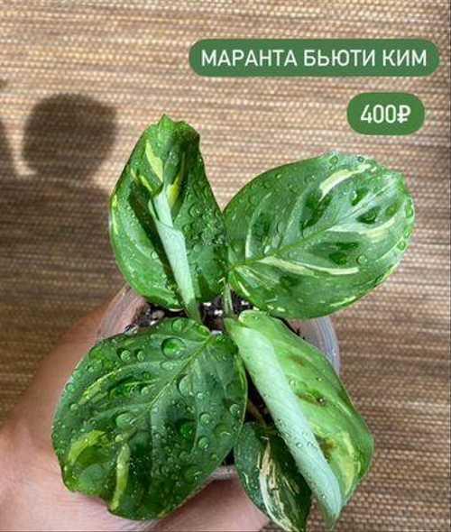 Маранта бьюти ким фото