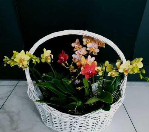 Подарочная Корзина цветов Орхидей 964038