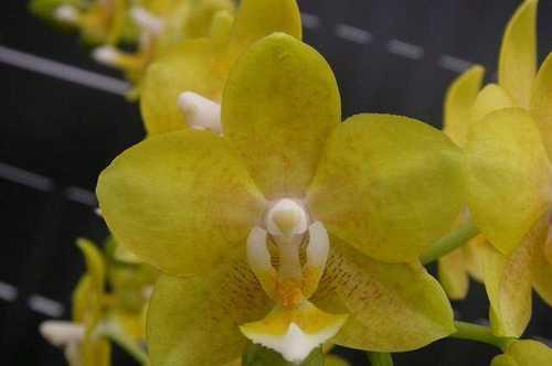 Орхидея фаленопсис Younghome Golden Pixie
