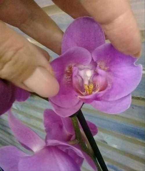 Орхидея фаленопсис бабочка крупноцвнтковый