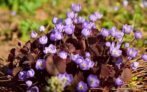 Коллекционные растения для альпинария и сада