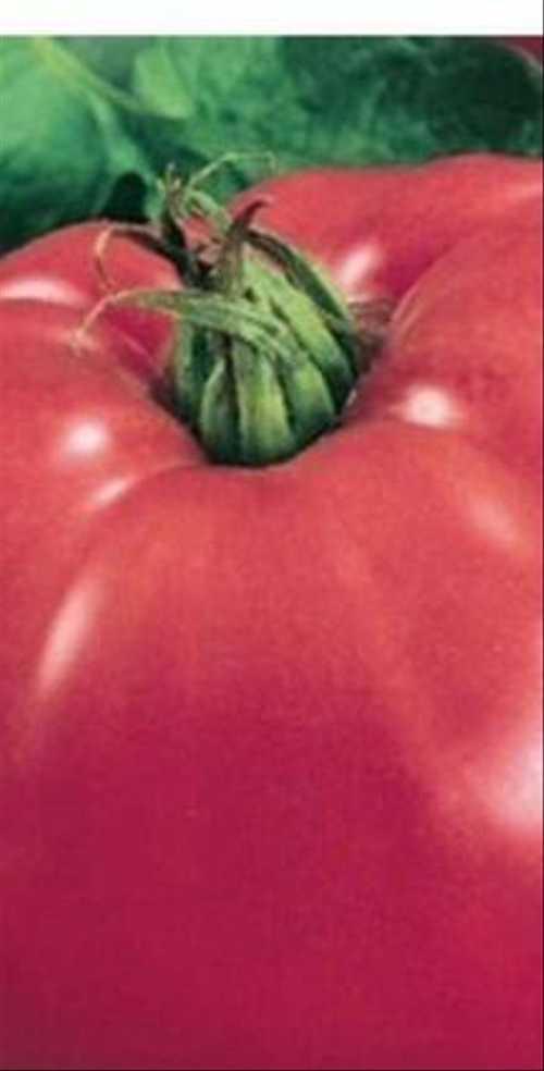 Семена томатов крупн. до 800г (не гибрид),цветы