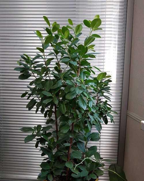 Фикус микрокарпа Мокламе (Ficus microcarpa Moclame