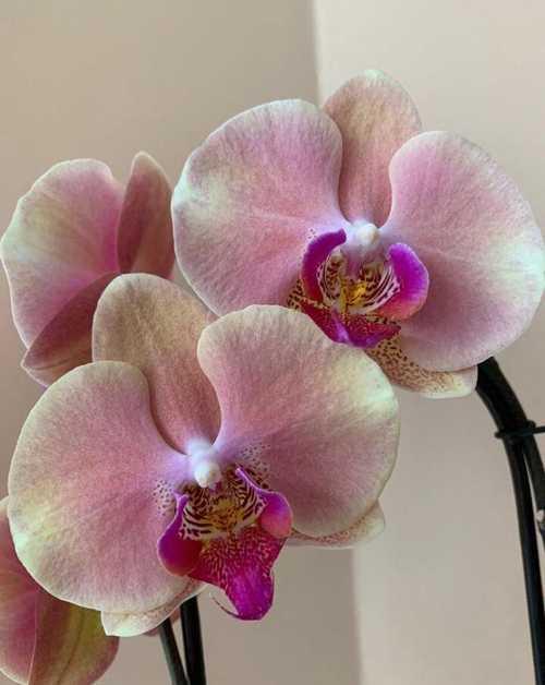 Орхидея фаленопсис на дуге Perfect Peach