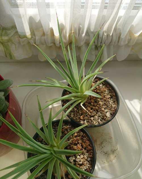 Агава стрикта нана agave stricta nana