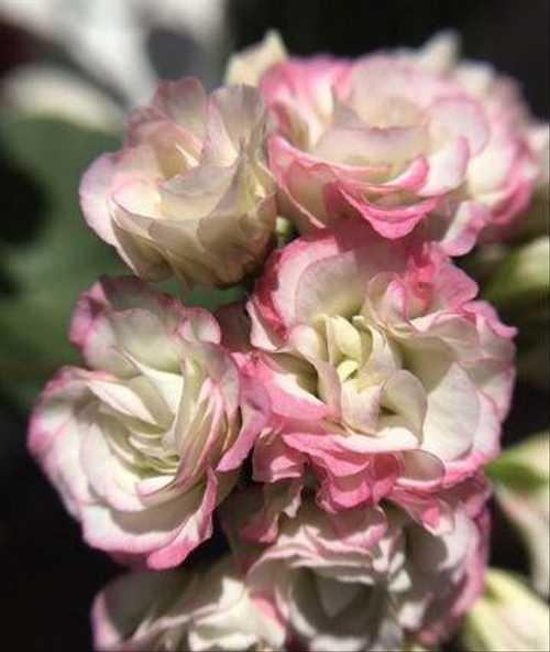 Пеларгония герань Apple blossom rosebud