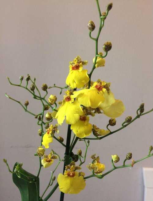 Орхидея онцидиум Свит Шугар