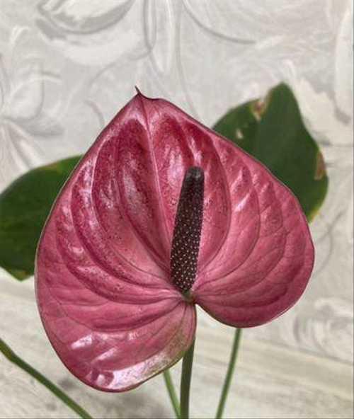 Антуриум Пурпл