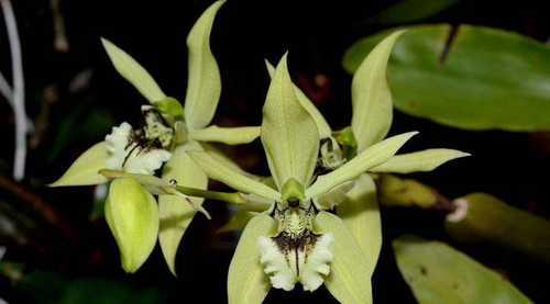 Орхидея Coelogyne brachyptera