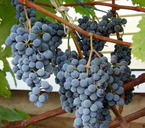 Саженцы винограда «Муромец»
