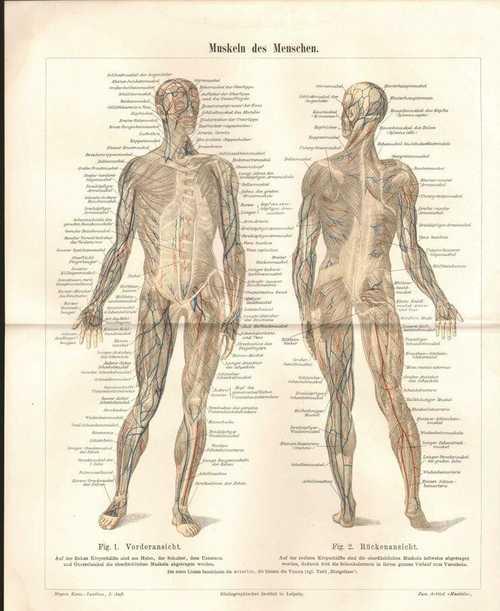 Литография. Мышцы человека. Медицина. 1895 г