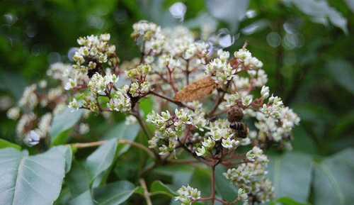 Семена эводия рутоплодная, пчелиное дерево медонос