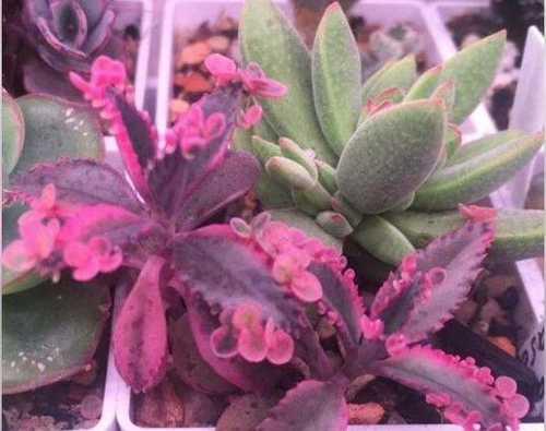 Kalanchoe daigremontiana pink butterfly