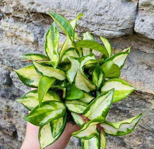 Ампельное растение Hoya carnosa tricolor