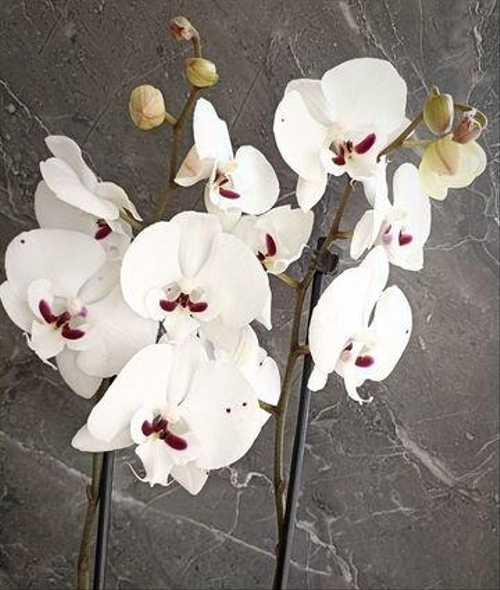 Орхидея фаленопсис Big lip белый