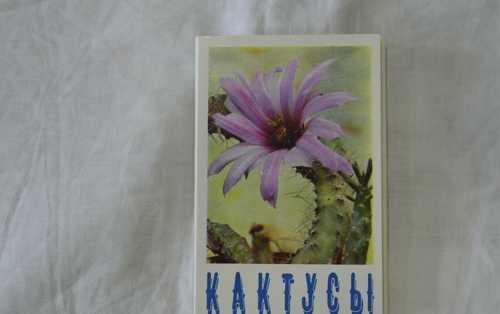 Открытки Кактусы