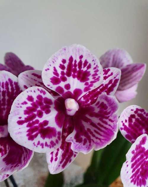 Орхидея фаленопсис 94704 Биг Лип крап