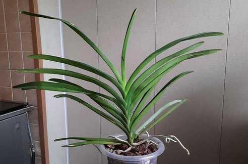 Орхидея Ванда с деткой Сине-сиреневая