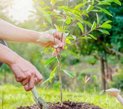 Саженцы плодовых деревьев