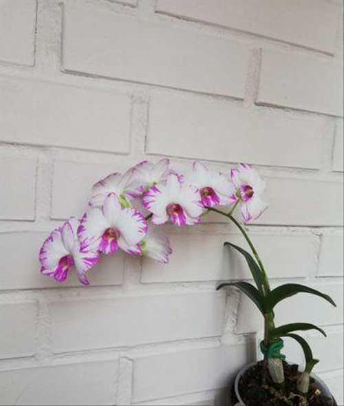 Дендробиум Enobi Purple Splach