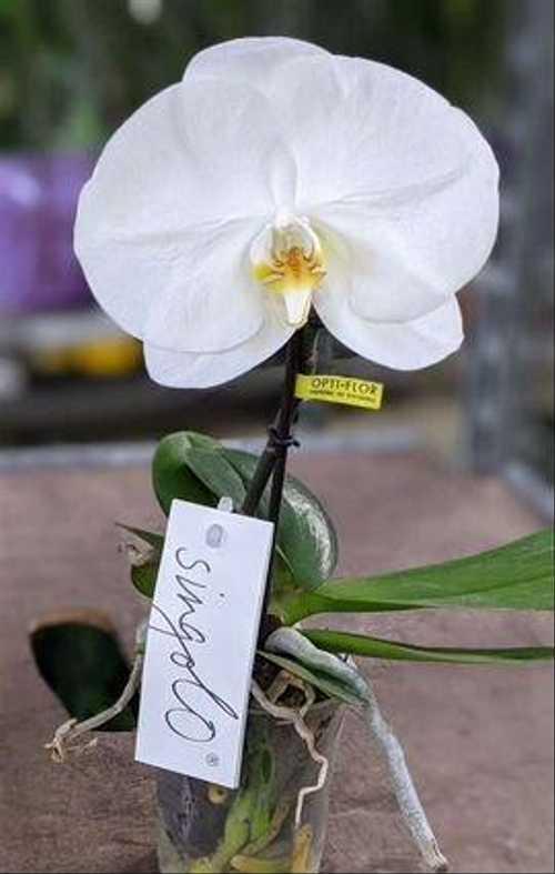 Орхидея singolo