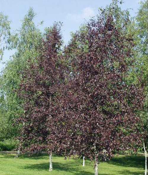 Береза повислая Purpurea /Ком 600-700 см