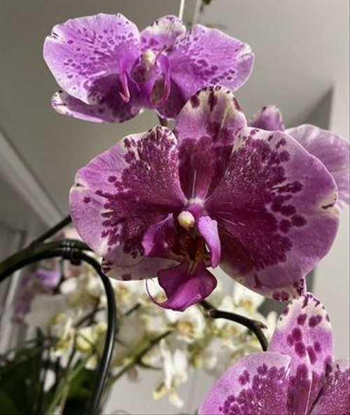 Орхидея фаленопсис Тиара