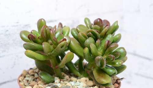 Crassula Hobbit (Крассула) (SCT28664)