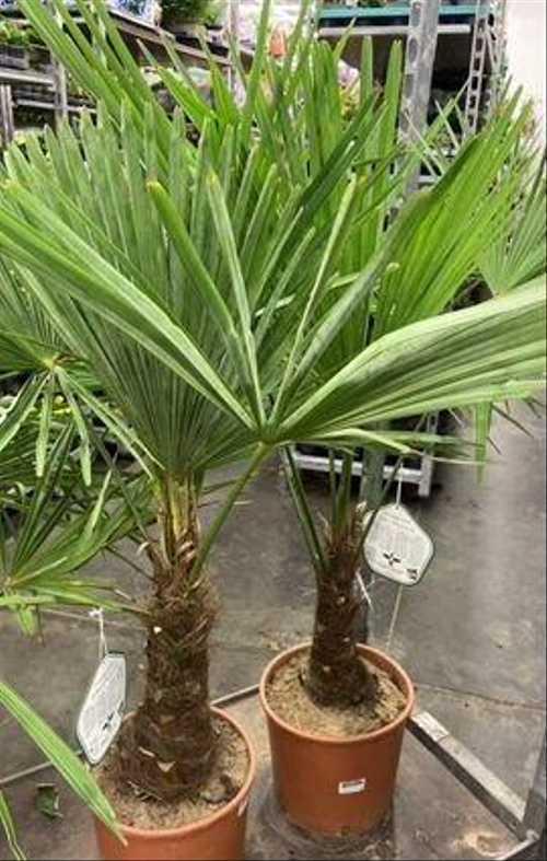 Пальма веерная Трахикарпус Н 130 см