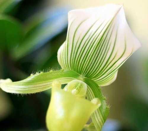 Орхидея Пафиопедилум Фемма