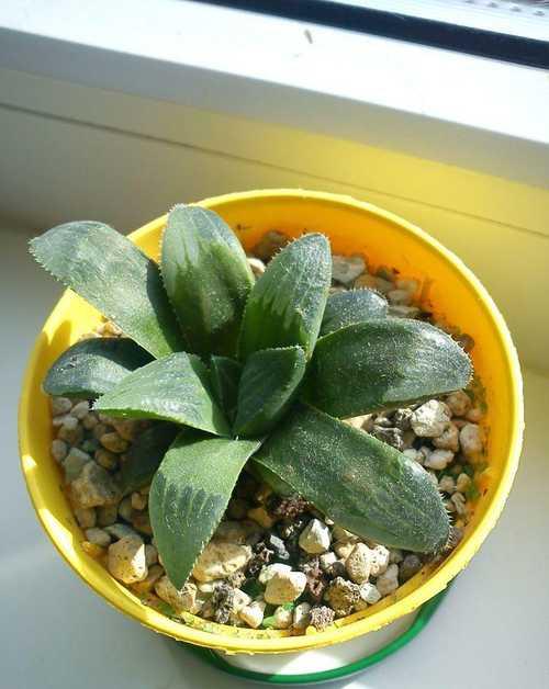 Хавортия Ретуза. (Haworthia Retusa. )