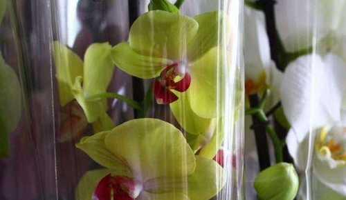 Желтая орхидея Фаленопсис 2 ветви 964055