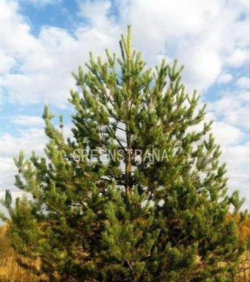 Сосна обыкновенная Pinus sylvestris