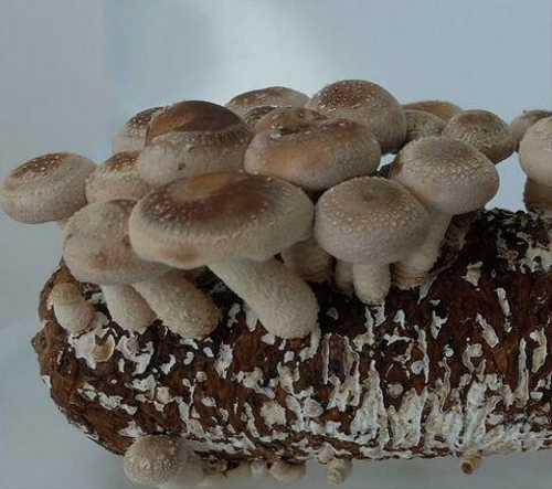 Мицелий грибов шиитаке зерновой