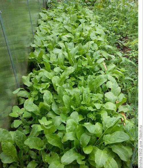 Щавель майский