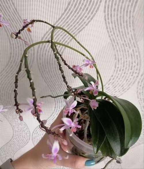 Орхидея фаленопсис эквестрис пелорик