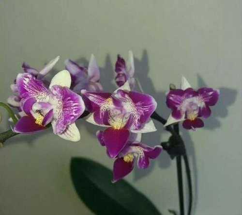 Орхидея с цветоносом Phal. Liu's Beauty Тайвань B4