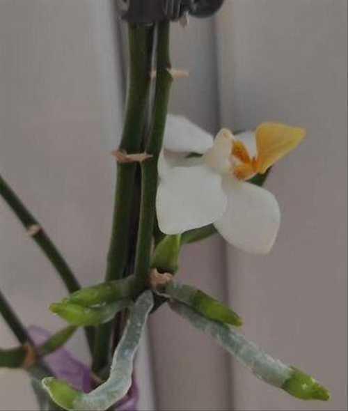 Орхидея Фаленопсис Liu's Triprince Yellow Lip