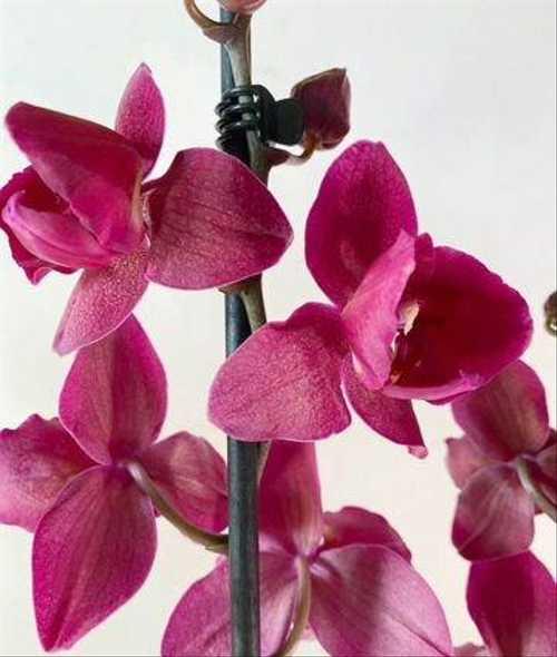 Орхидея фаленопсис паваротти пелор