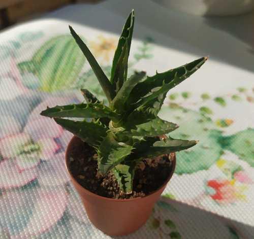 Алоэ оттопыренное (Aloe squarrosa)