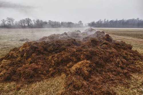 Перегной коровяк